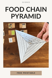Free 3D Food Chain Pyramid Template: Explore Food Chains & Ecosystems ...